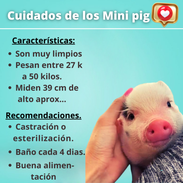 Cuidado de un mini pig - Mini Pig Mexico