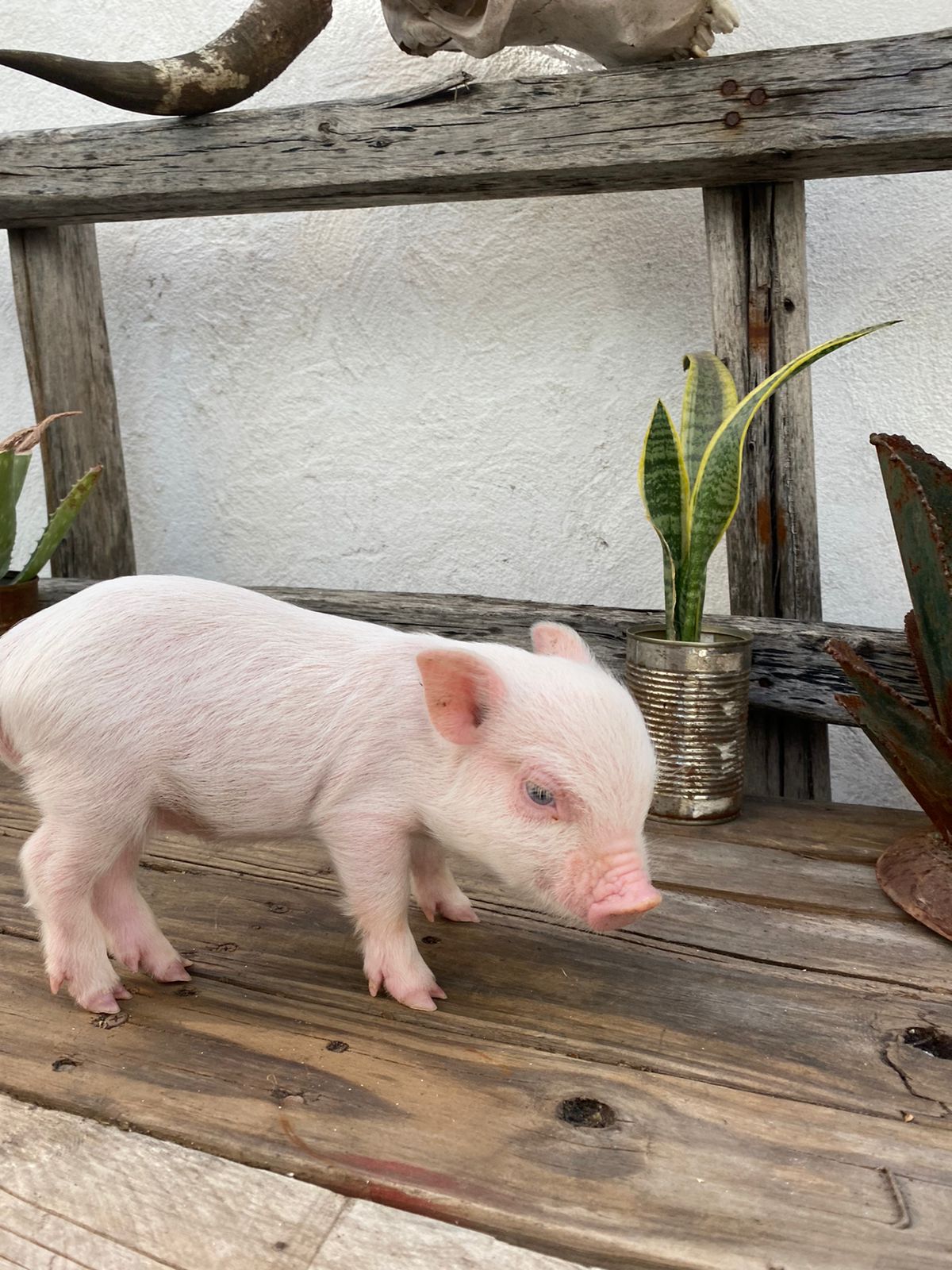 Mini pig en venta - Mini Pig Mexico