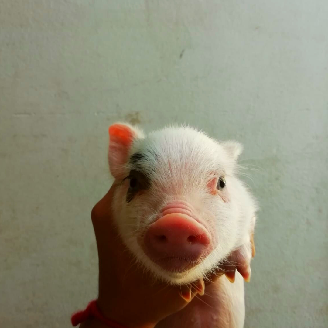 Mini pig México - Mini Pig Mexico